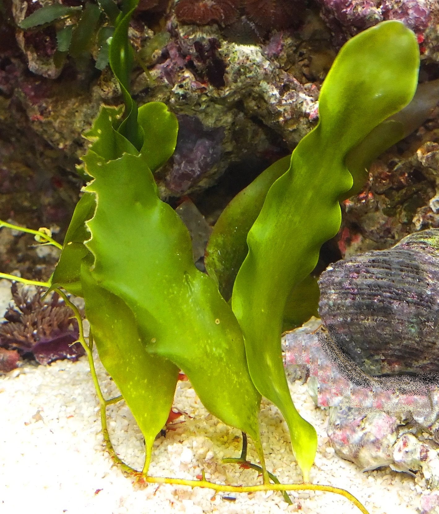 Handful Caulerpa serrulata, Live marine algae | Essex | – Aquamonster.co.uk